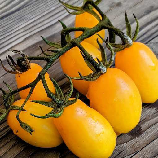 Taiko Cherry Tomato-Meraki Seeds