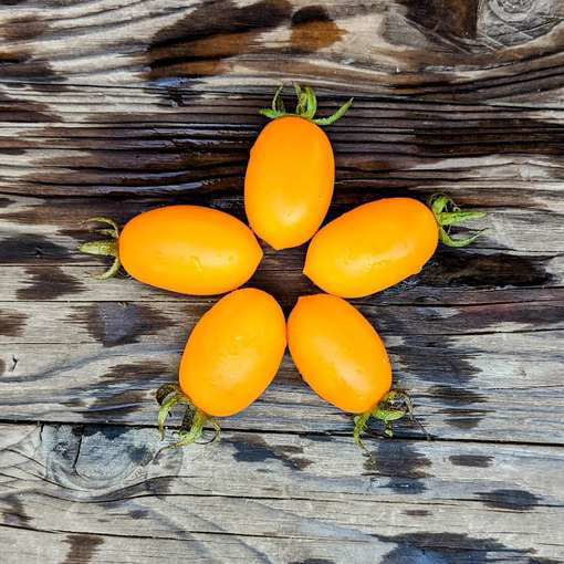 Taiko Cherry Tomato-Meraki Seeds