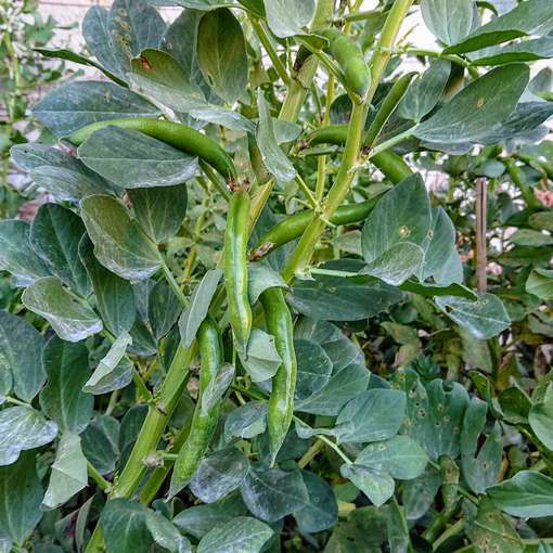 Grebo Broad Bean-Meraki Seeds