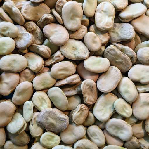 Grebo Broad Bean-Meraki Seeds