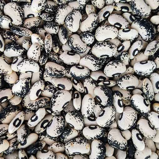 Genesis Lima Bean-Meraki Seeds