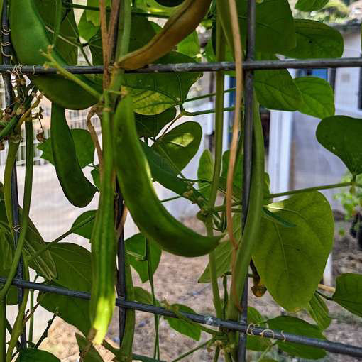 Genesis Lima Bean-Meraki Seeds