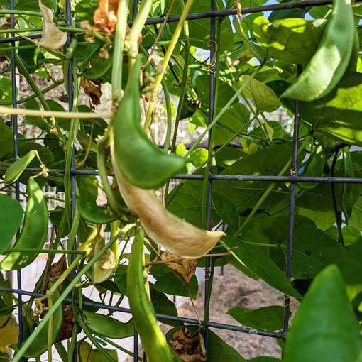 Genesis Lima Bean-Meraki Seeds