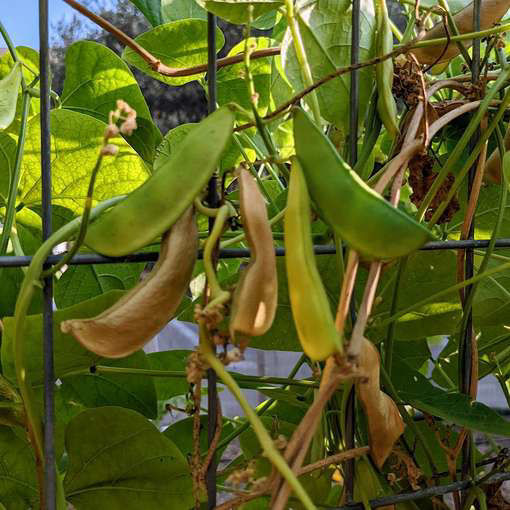 Genesis Lima Bean-Meraki Seeds