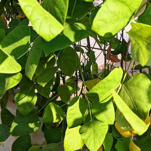 Genesis Lima Bean-Meraki Seeds