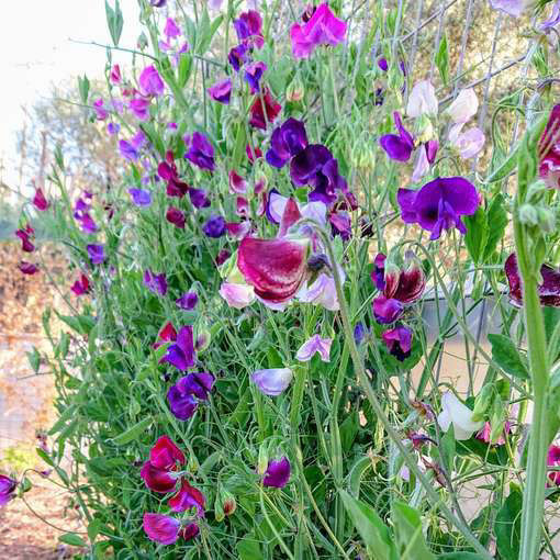 Mix of Many Colours-Meraki Seeds