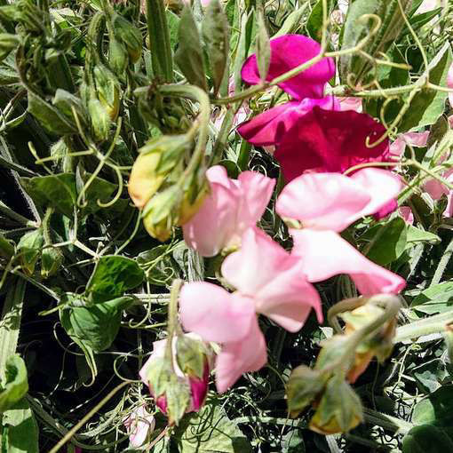 Mix of Many Colours-Meraki Seeds