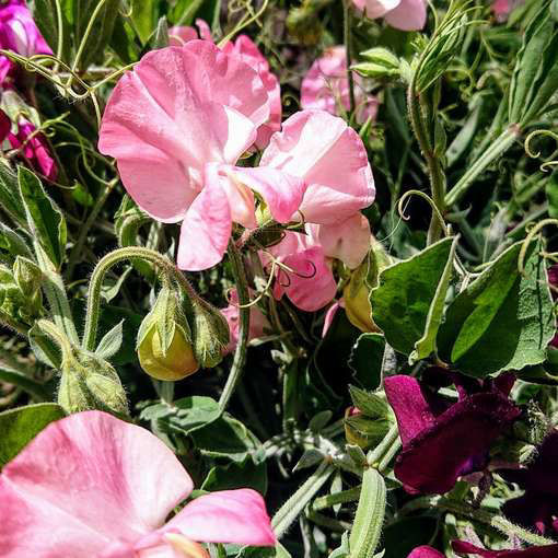 Mix of Many Colours-Meraki Seeds