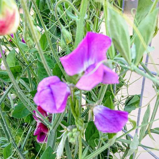 Mix of Many Colours-Meraki Seeds