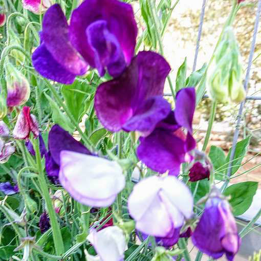 Mix of Many Colours-Meraki Seeds