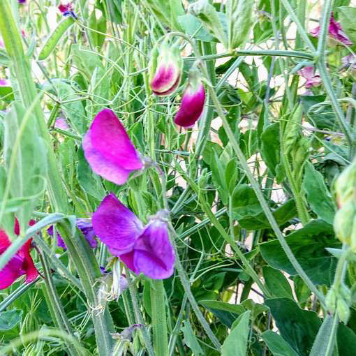 Mix of Many Colours-Meraki Seeds