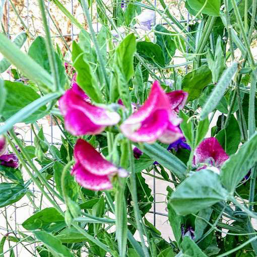 Mix of Many Colours-Meraki Seeds
