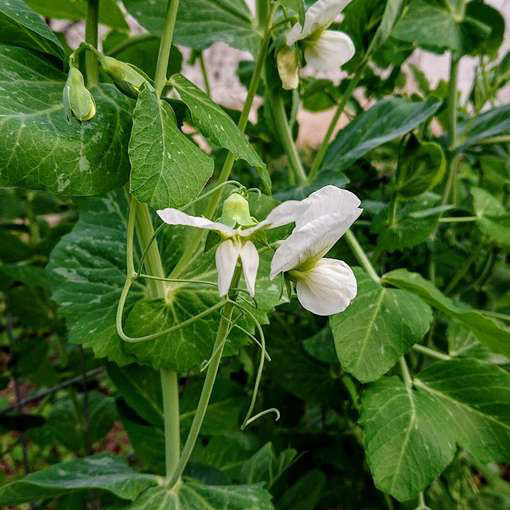 Beda Marrowfat Pea-Meraki Seeds
