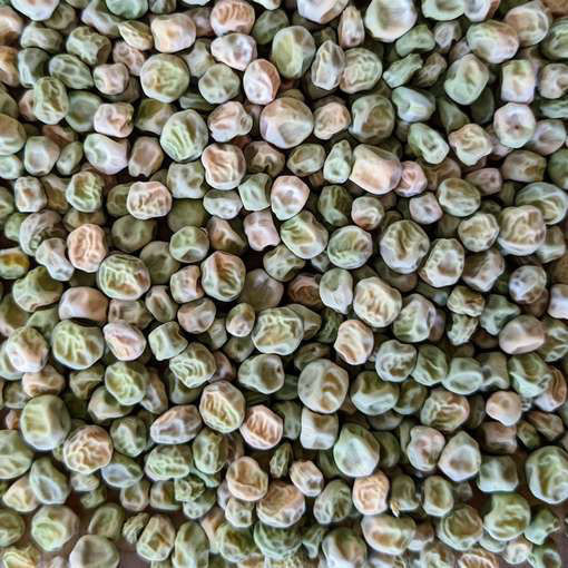 Beda Marrowfat Pea-Meraki Seeds