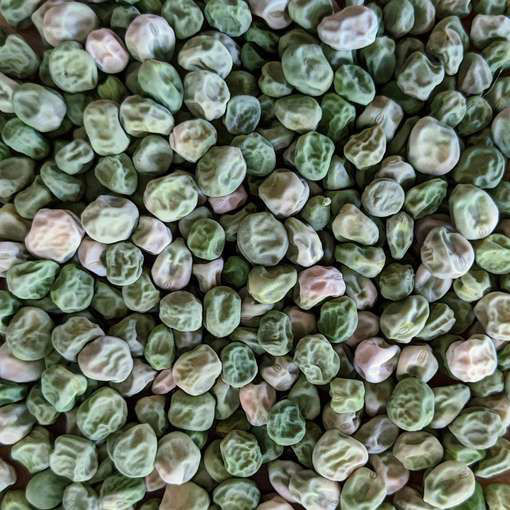 Finas Fina Marrowfat Pea-Meraki Seeds