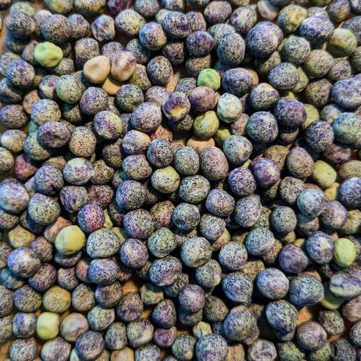 Grijze Roodbloeiende Grey Pea-Meraki Seeds