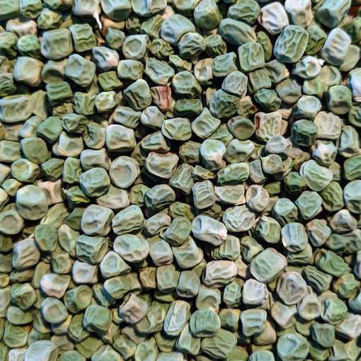 Klenshyttan Marrowfat Pea-Meraki Seeds
