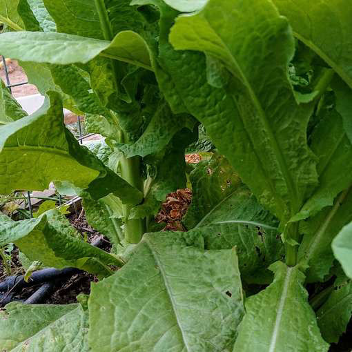 Lettuce Celtuce-Meraki Seeds