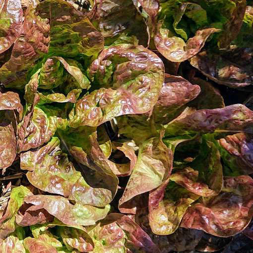 Lettuce Sebastiano-Meraki Seeds