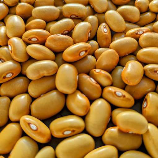 Signe Bush Bean-Meraki Seeds