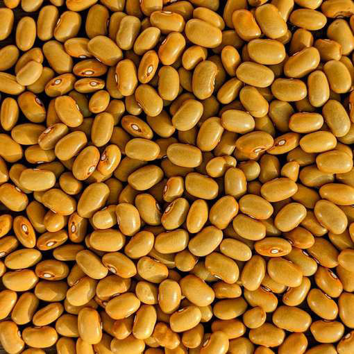 Signe Bush Bean-Meraki Seeds