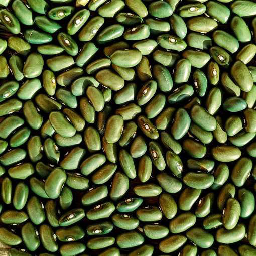 Mbombo Pole Bean-Meraki Seeds