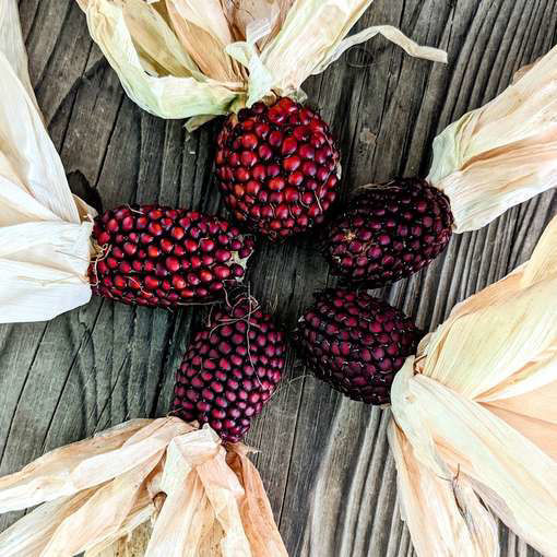 Strawberry Popcorn Popcorn-Meraki Seeds