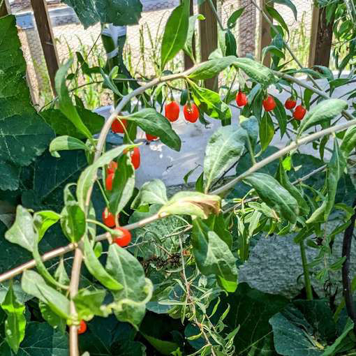 Goji Berry-Meraki Seeds