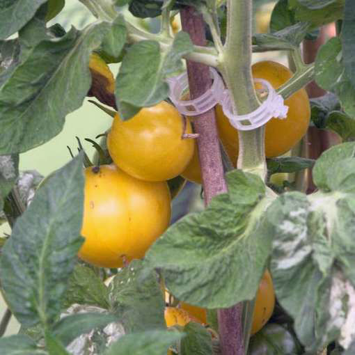 Sweet Splash Electra Dwarf Tomato-Meraki Seeds
