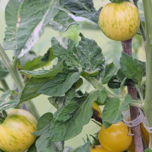Sweet Splash Electra Dwarf Tomato-Meraki Seeds