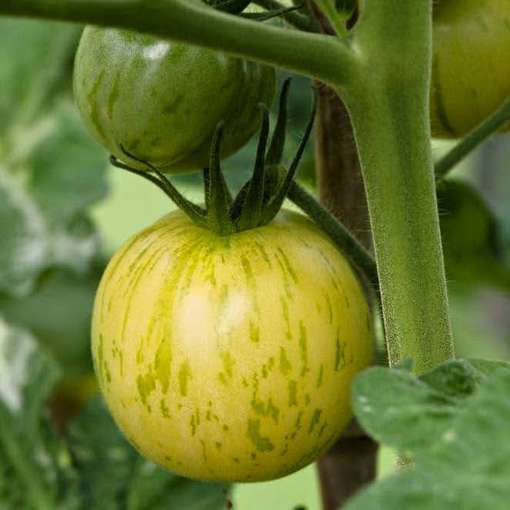 Sweet Splash Electra Dwarf Tomato-Meraki Seeds