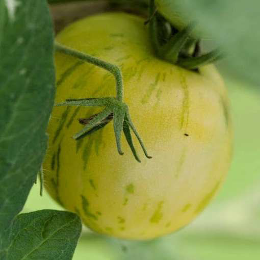 Sweet Splash Electra Dwarf Tomato-Meraki Seeds