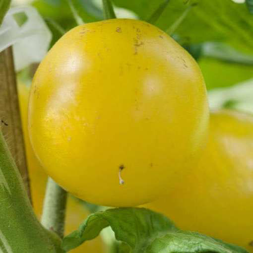 Sweet Splash Electra Dwarf Tomato-Meraki Seeds