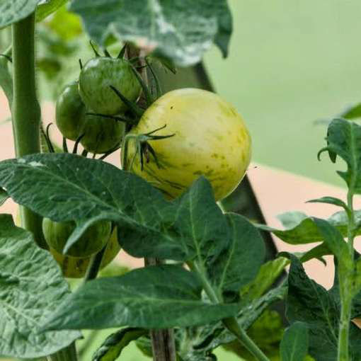 Sweet Splash Electra Dwarf Tomato-Meraki Seeds
