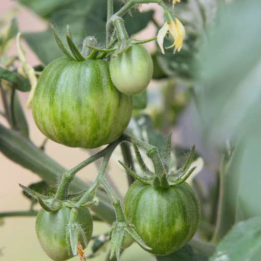 Dean's Haley's Rainbow Dwarf Tomato-Meraki Seeds