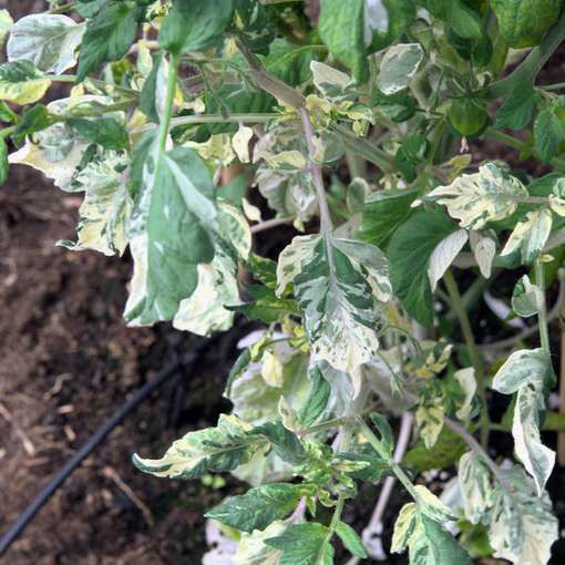 Dean's Haley's Rainbow Dwarf Tomato-Meraki Seeds