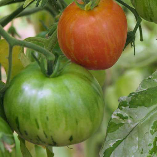 Painted Lady Tomato-Meraki Seeds