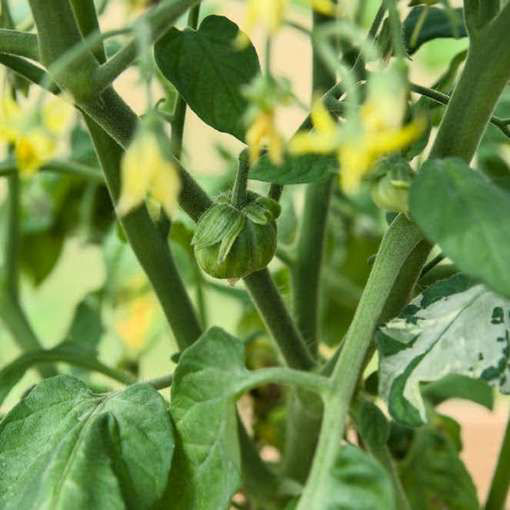 Painted Lady Tomato-Meraki Seeds