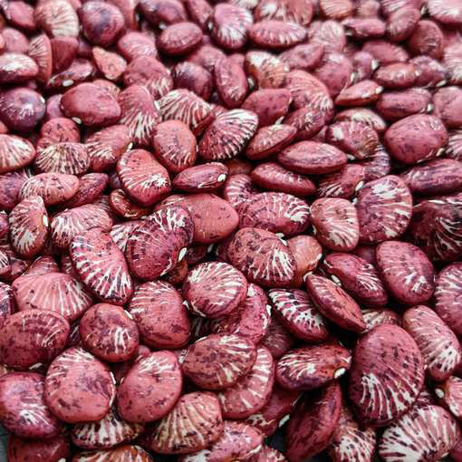 Andromeda Lima Pole Bean-Meraki Seeds