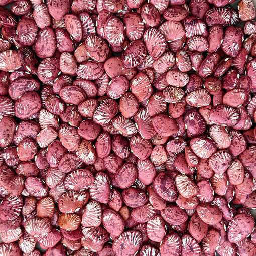 Andromeda Lima Pole Bean-Meraki Seeds