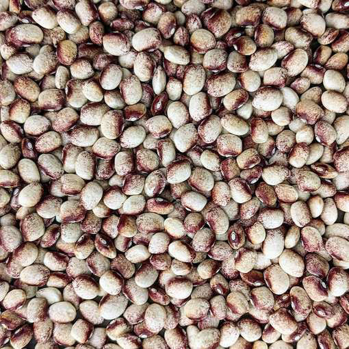 Mayflower Pole Bean-Meraki Seeds