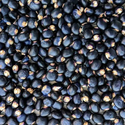 Succotash Pole Bean-Meraki Seeds