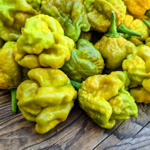 Big Mustard Mama Chili Pepper-Meraki Seeds