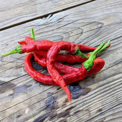 Hangjiao 5 Helix Nebula Chili Pepper-Meraki Seeds