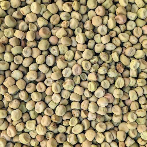 Edsbyn Bluepea-Meraki Seeds