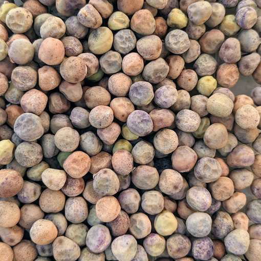 Kim's Favourite-Meraki Seeds