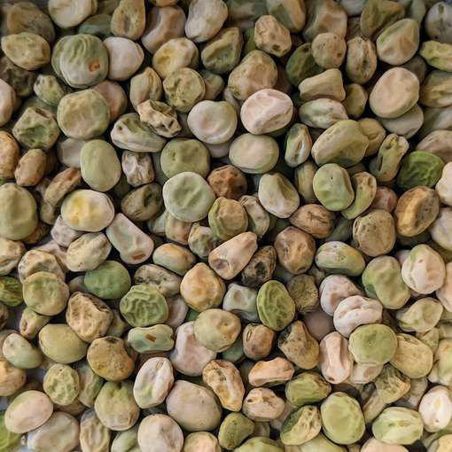 Pole Pea from Anten Alingsås-Meraki Seeds
