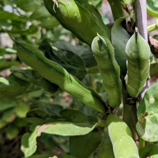 Crimson Flowered Broad Bean-Meraki Seeds