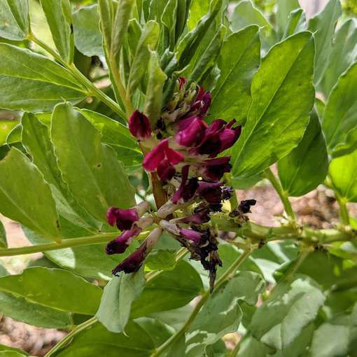 Crimson Flowered Broad Bean-Meraki Seeds