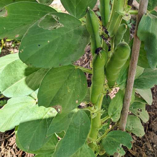 Crimson Flowered Broad Bean-Meraki Seeds